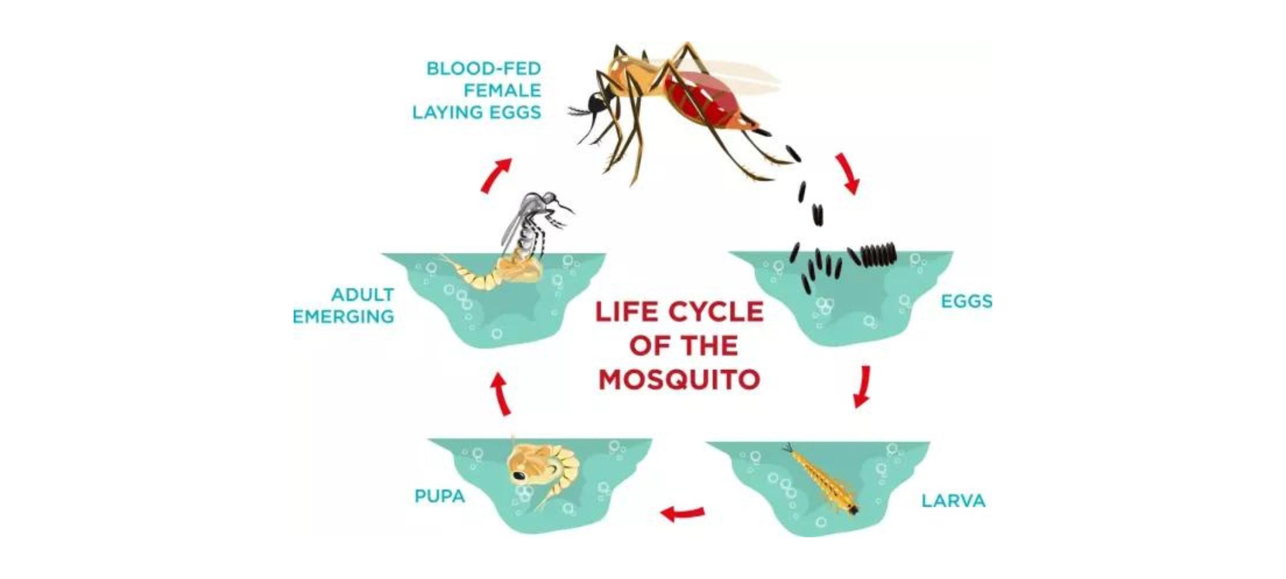The Life Cycle of Mosquitoes | Understanding the Mosquito