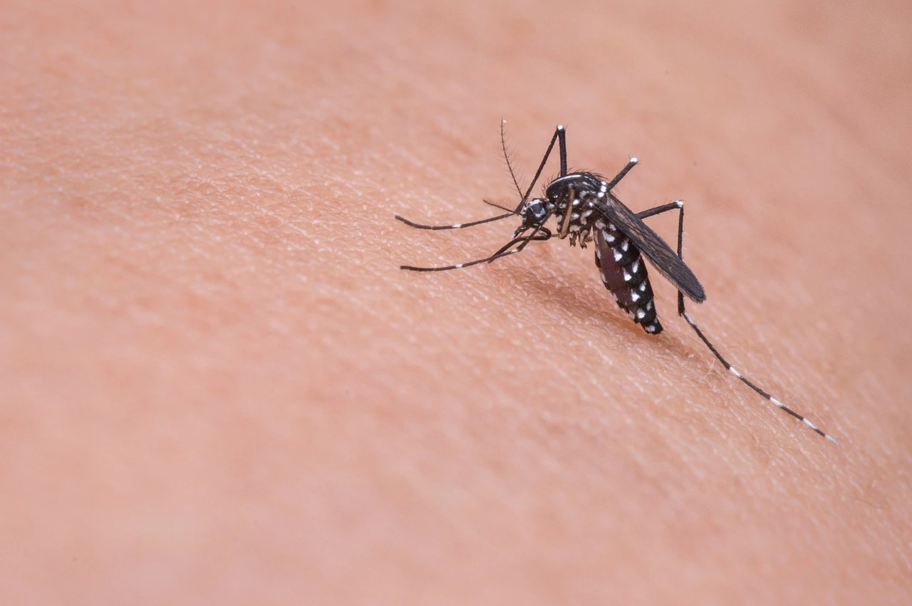 Female Mosquitoes vs Male | TruMosquito